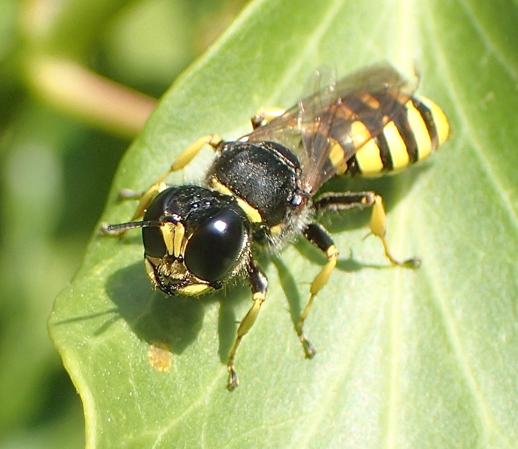 All about the solitary wasp Ectemnius | The Wildlife Trust for Lancashire Manchester and North ...